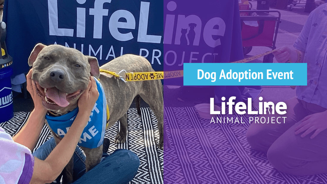 Bona Fide Deluxe/ Vin ATL Trivia Night Dog Adoption Event - LifeLine ...