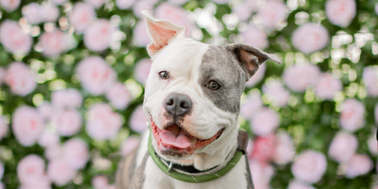 LifeLine Animal Project | Find An Adoptable Pet In Atlanta, GA