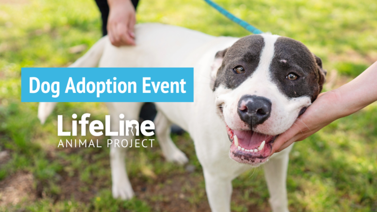 Pet Supplies Plus (Lilburn) Dog Adoption Event - LifeLine Animal Project